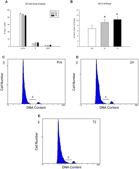 Cell Cycle Kinetics Following An Acute Bout Of Resistance Exercise Sc