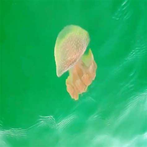 قنديل منقط Youtube