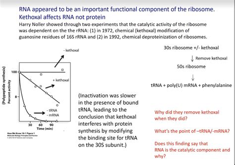 Solved Rna Appeared To Be An Important Functional Component