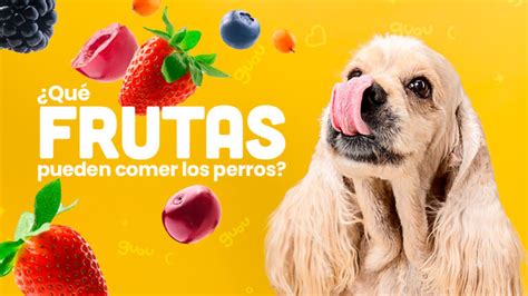 ¿que Frutas Pueden Comer Los Perros Caninos Barf