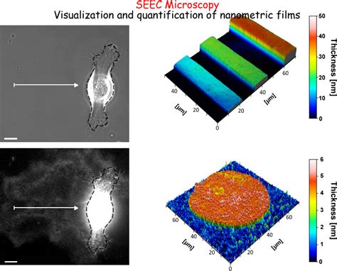 Gallery Adhesion And Inflammation Lab