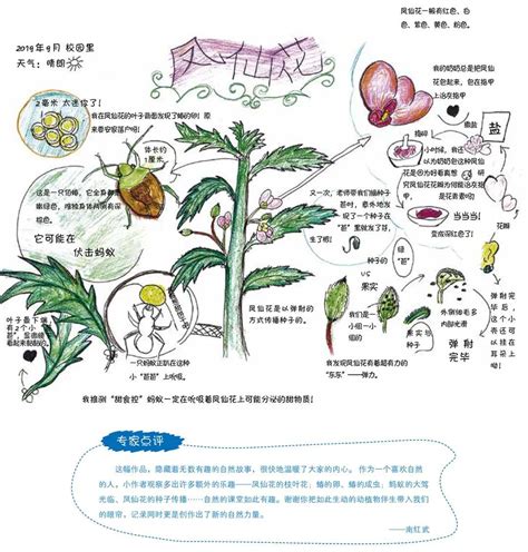 绘眼看自然 长隆杯第二届自然笔记大赛获奖作品展示（3）辅导