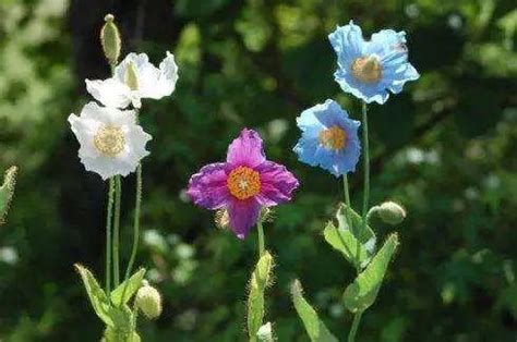 植库绿绒蒿离天空最近的花 知乎