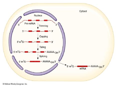 Lesson Four Structure Of A Gene Gene Structure