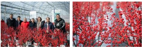 科技赋能乡村振兴技术模式项目统计 浙江农林大学竹子研究院