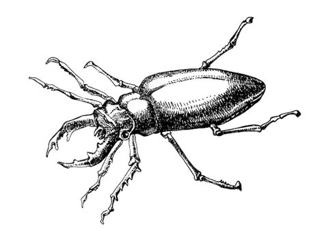 Premium Vector Engrave Isolated Stag Beetle Hand Drawn Sketch