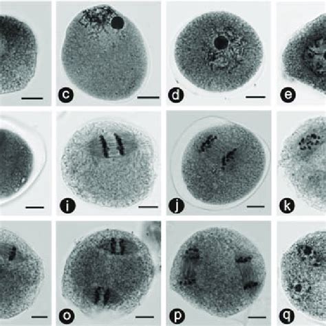Microsporogenesis And Pollen Formation Images Using Light Microscopy A