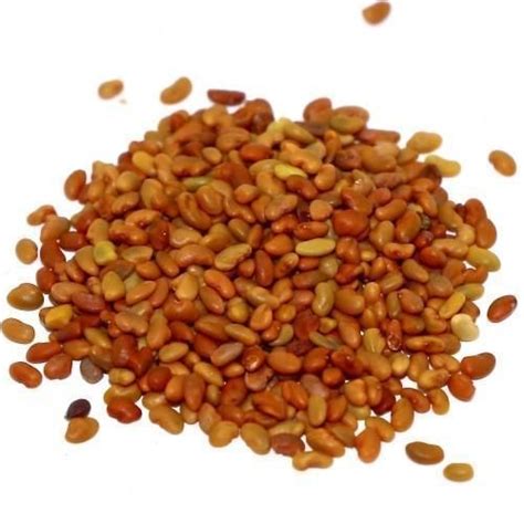 95 Germination Hedge Lucerne Seed Packaging Type Pp Bag Packaging