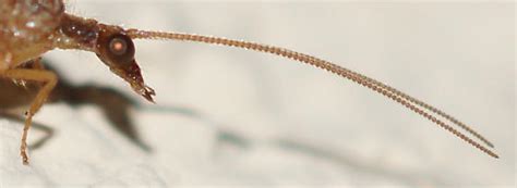 Hemerobius Bugguide Net