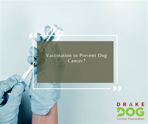 Vaccination To Prevent Dog Cancer Drake Dog Cancer Foundation