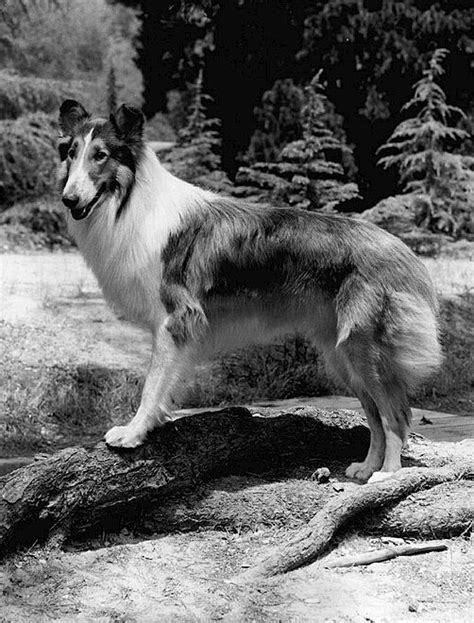 Lassie 1954 Tv Series Wikipedia
