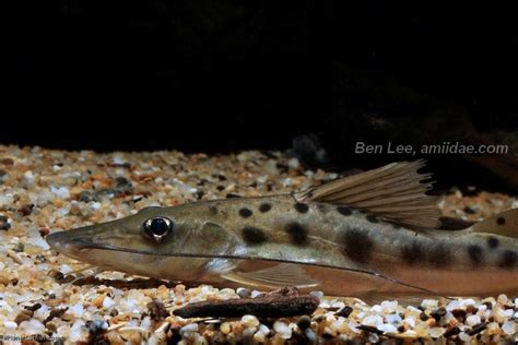 Platysilurus Mucosus Image 8