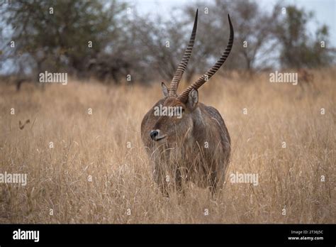 Vertebrado De Agua Hi Res Stock Photography And Images Alamy