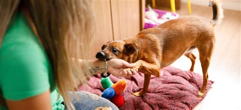 10 Step Guide To Dog Bite Prevention Training Madra