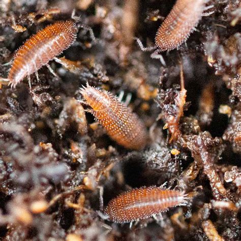 Braune Asseln Insektenliebe