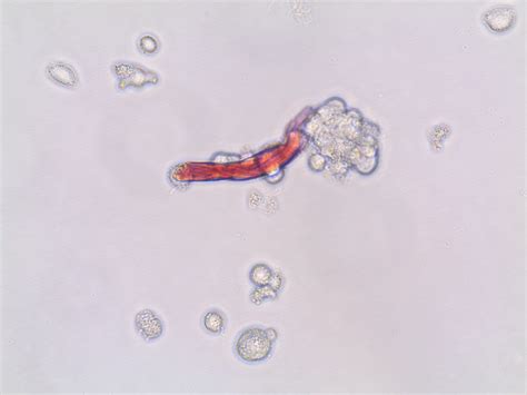 Help Cell Contamination R Labrats