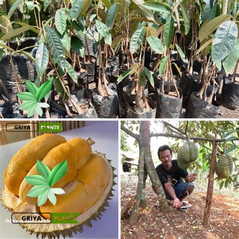 Bibit Durian Musangking Kaki 3 Cepat Buah Dan Bisa Berbuah Pendek