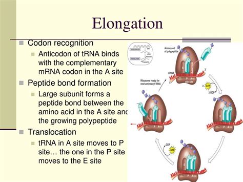 Ppt Protein Synthesis Powerpoint Presentation Free Download Id 2596886