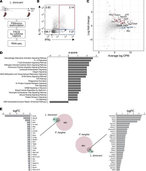 Jci Insight A Molecular Signature For Il 10 Producing Th1 Cells In
