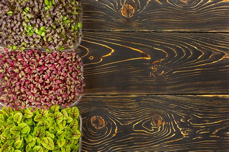 어두운 나무 배경에 레드 바질 소렐과 아마란스의 마이크로 그린 세 상자 공간을 복사합니다 슈퍼 식품 마이크로 그린 성장 0명에 대한 스톡 사진 및 기타 이미지 Istock