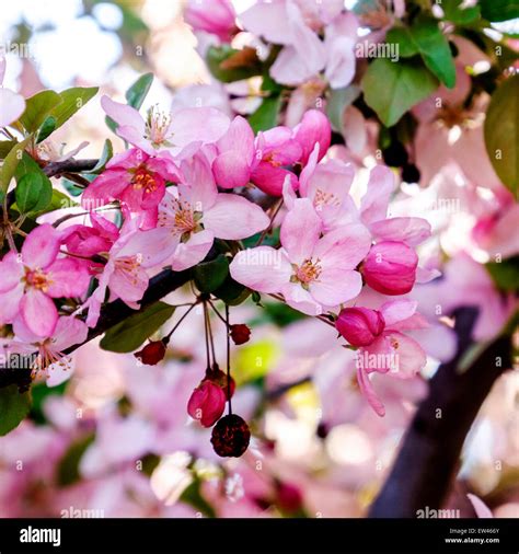 Spring Blossoms On A Crabapple Treemalus Old Fruit From Previous