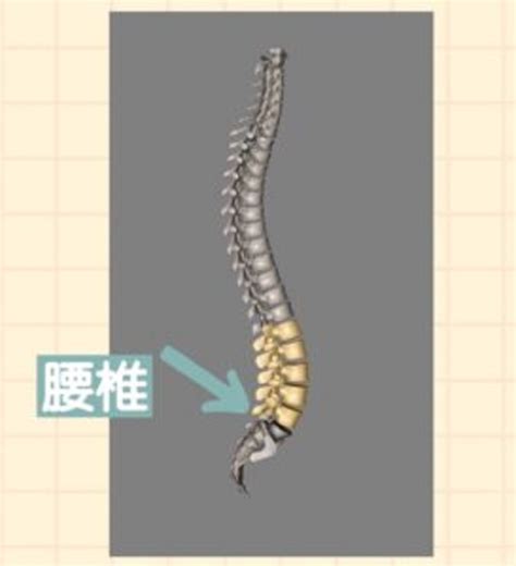 腰椎滑脫的人該知道的事，怎麼幫你的維持腰椎健康 Str 運動癒防平台 幫你找到最適合的運動醫療專業人士資訊平台
