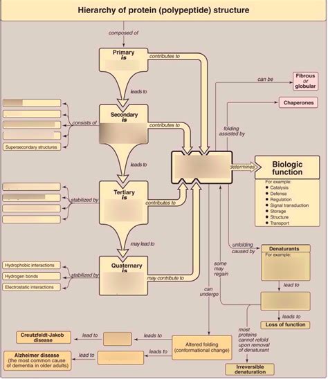 Protein Flow Chart Diagram Quizlet