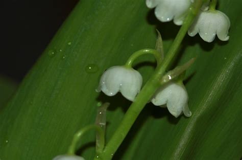 Premium Photo Lily Of The Walley