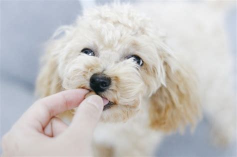 강아지 외부기생충약 먹는약 브라벡토 구입처 비용 네이버 블로그