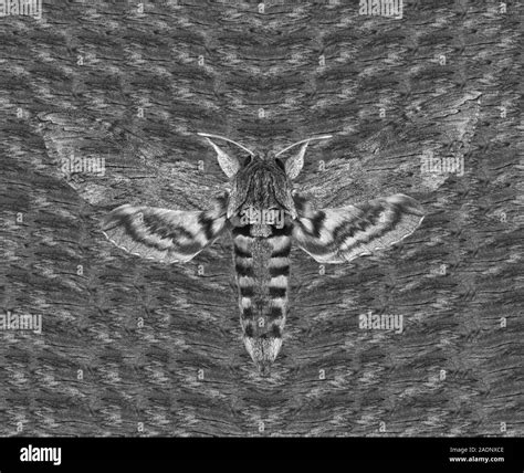 Moth Order Lepidoptera Against An Abstract Symmetrical Background