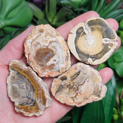 Petrified Wood Fossilized Wood Slices Petrified Wood Slab Wood