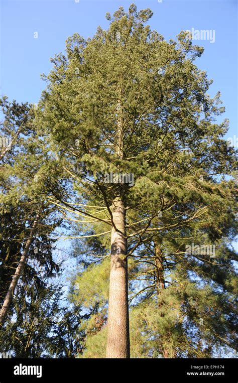 Sapin De Douglas Photo Stock Alamy