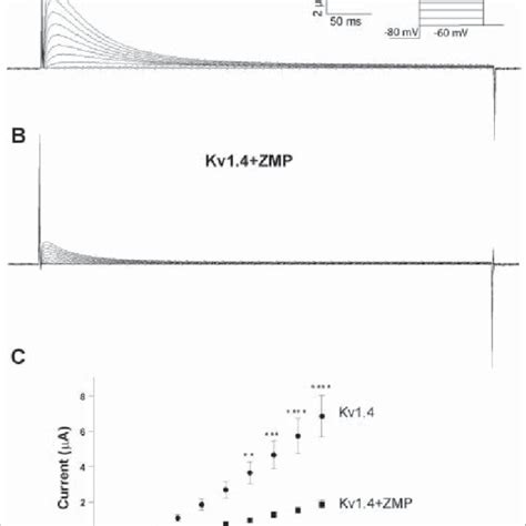 AMPK Activation Promote Reduced Kv1 4 Currents TEVC Recordings Of