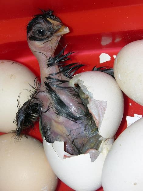 Premium Photo Close Up Of Bird Hatching Out Of Egg