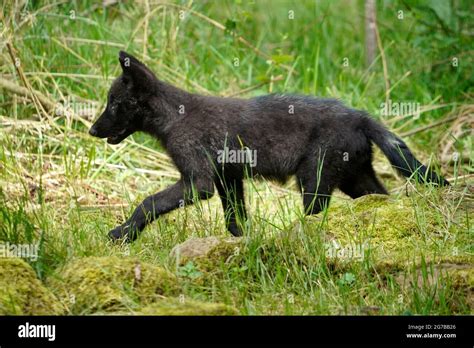 Silver Wolf Pup