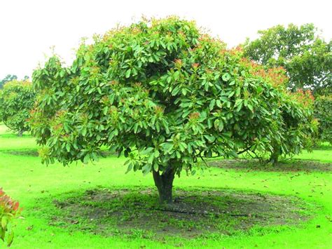 Heres How To Grow Your Own Avocado Tree From An Avocado Pit