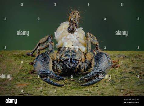 Asian Forest Scorpion Heterometrus Spinifer Stock Photo Alamy