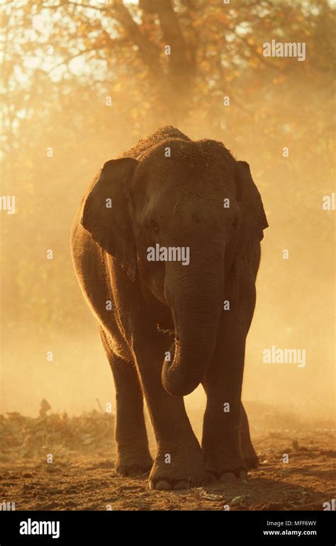Asian Elephant Dust Bathing Elephas Maximus Kahna National Park India