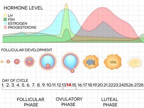 Low Amh And Ivf Your Essential Guide Pt 1 Advanced Fertility Solutions