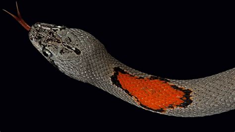 What Comes Before Snake Sex A Kama Sutra Of Courtship Moves National