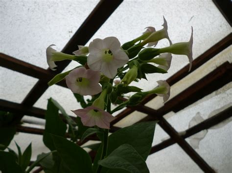 Seminte si plante de gradina hobby: Tutun