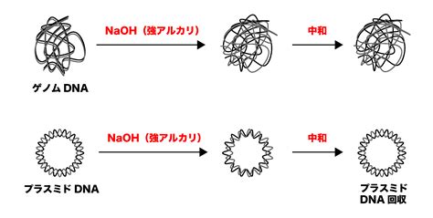 【解決】プラスミドdnaの抽出法について