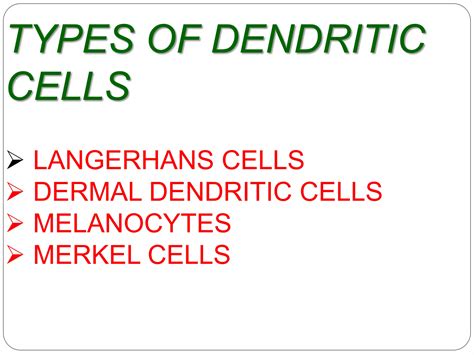 Dendritic Cells Pptx Skin And Dermatology Diseases And Conditions