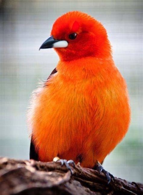 Рыжая птица 48 фото красивые фото и картинки Pofoto Club