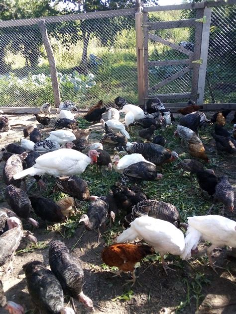 Pasari De Curte Gaini Si Curci Dobrun • Olx Ro