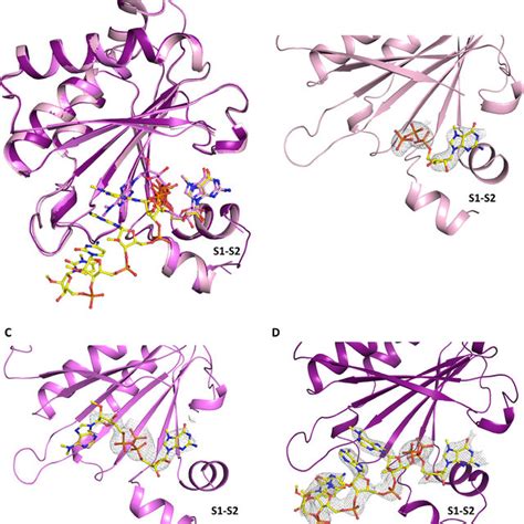 Building Blocks Used For RNA Assembly Download Scientific Diagram