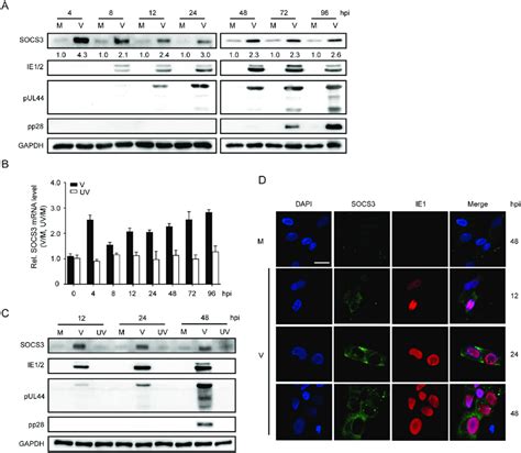 Hcmv Infection Up Regulates Socs3 Expression In Npcs Npc Monolayers