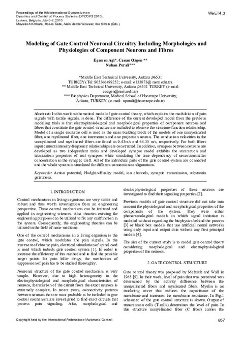 Modeling Of Gate Control Neuronal Circuitry Including Morphologies And