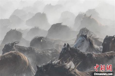 新疆昭苏：天马踏雪卷起雪雾飞扬 极目新闻