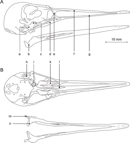 3 Skull Of Calidris Canutus In Lateral A And Ventral B View The Download Scientific